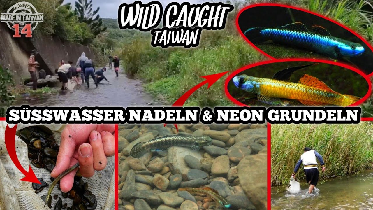 ᐅBIOTOP der SCHÖNSTEN Aquarium FISCHE Taiwans! | WILD CAUGHT TAIWAN - ᐅMenü